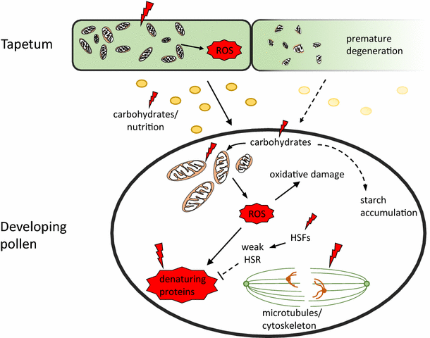 Acclimation to high temperature during pollen development | SpringerLink