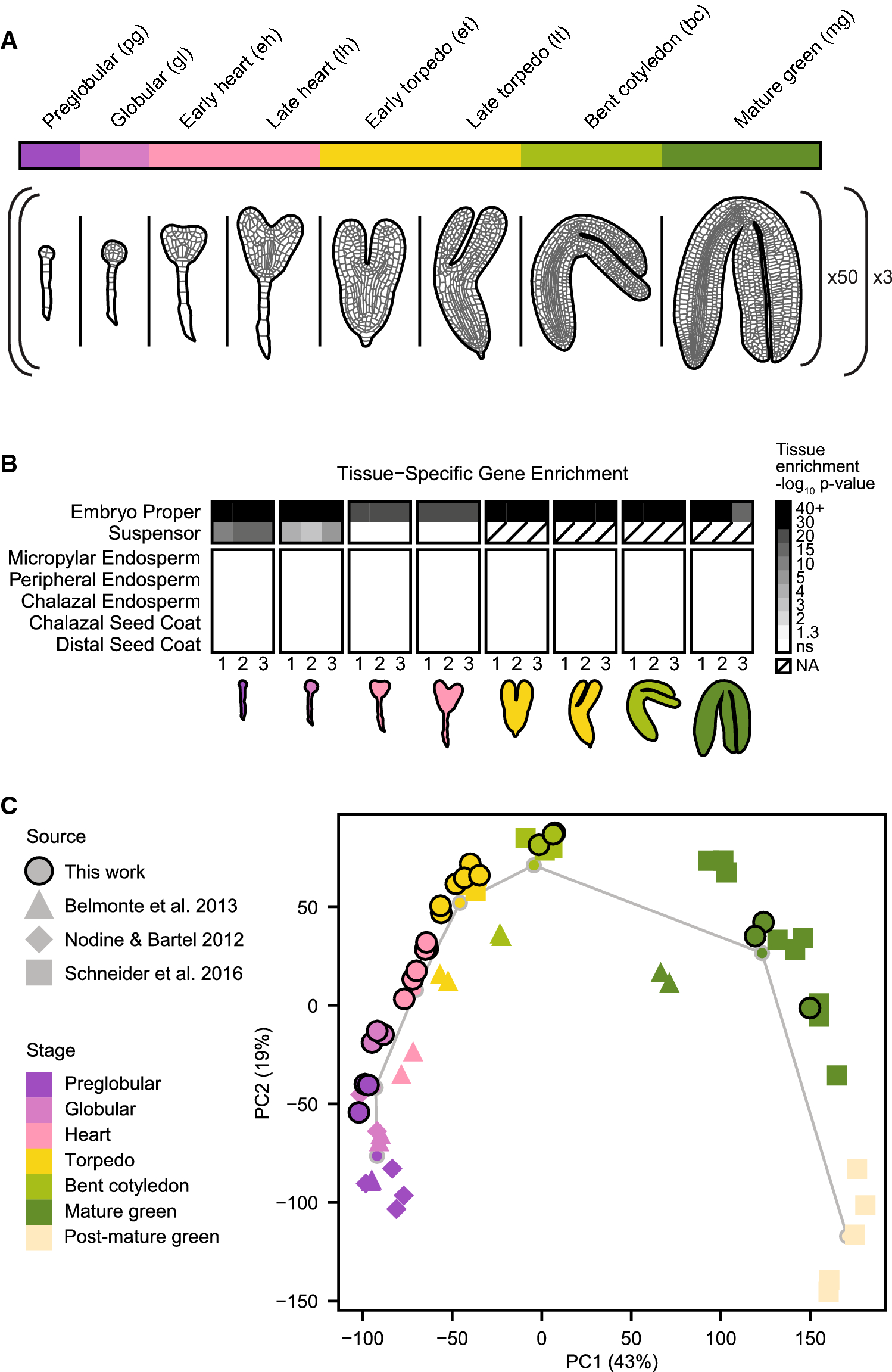 The embryonic transcriptome of Arabidopsis thaliana | SpringerLink