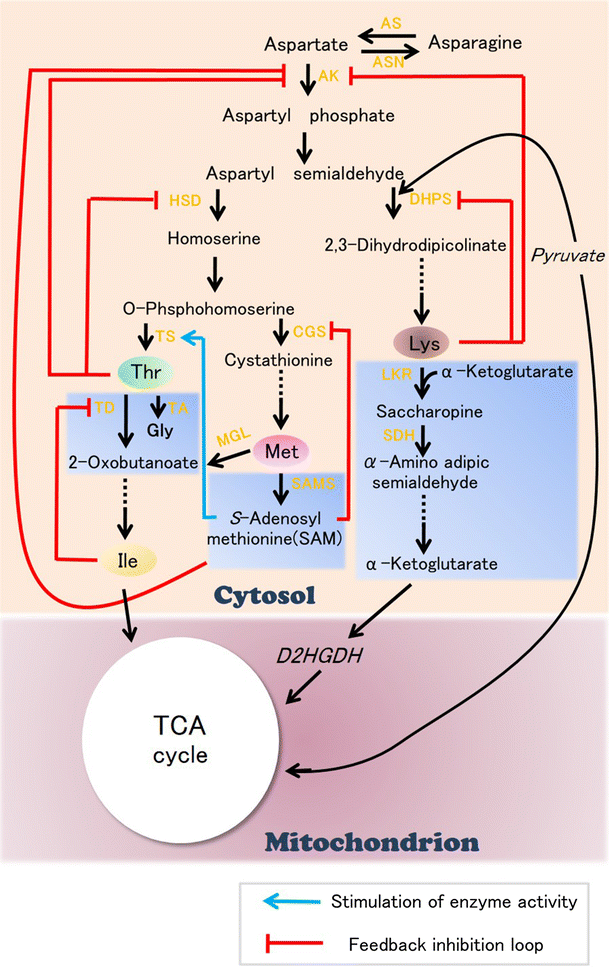 New insights into the metabolism of aspartate-family amino acids in ...