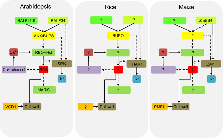Multilayered signaling pathways for pollen tube growth and guidance ...