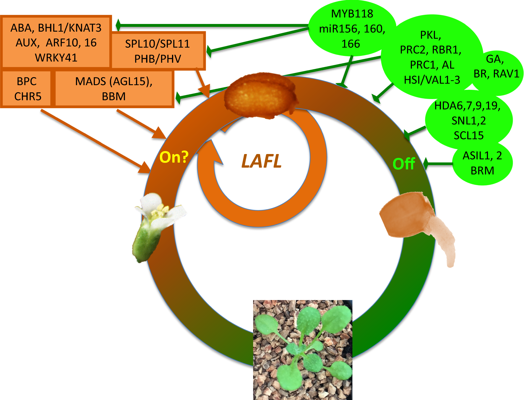 Molecular and epigenetic regulations and functions of the LAFL ...