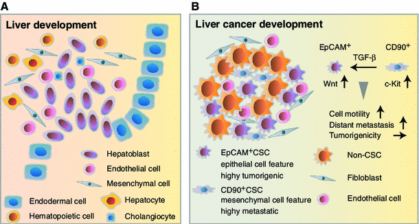 Orchestration of hepatocellular carcinoma development by diverse liver ...