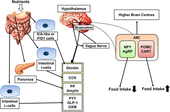 Role of gastrointestinal hormones in feeding behavior and obesity ...