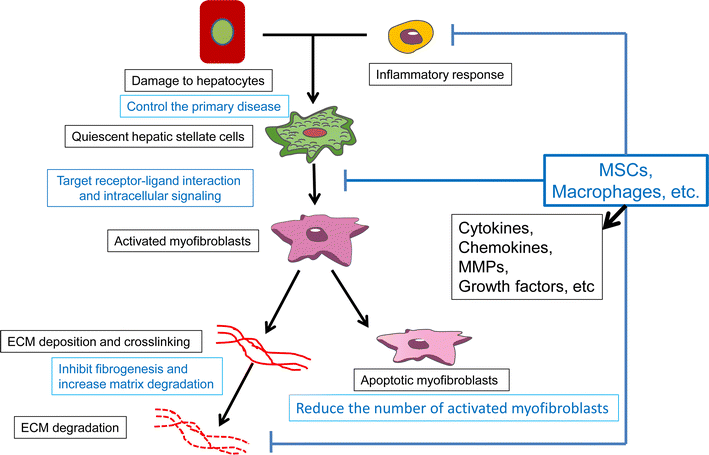 Status of and candidates for cell therapy in liver cirrhosis ...