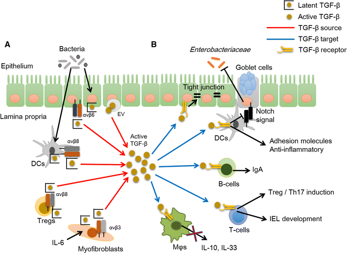 TGF-β in inflammatory bowel disease: a key regulator of immune cells, epithelium, and the ...