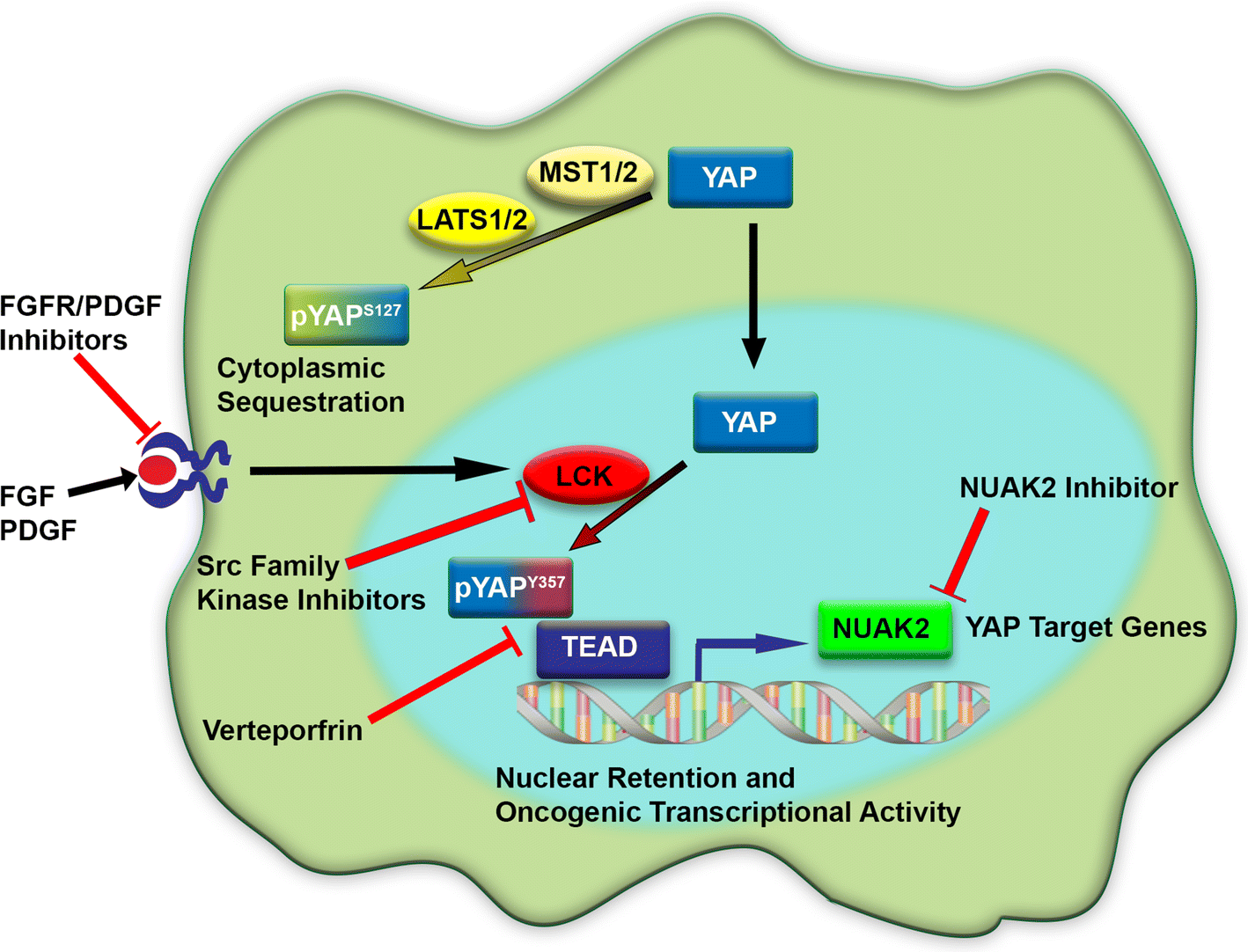YAP and the Hippo pathway in cholangiocarcinoma | SpringerLink