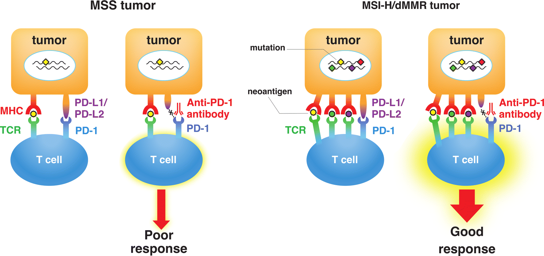 Microsatellite instability and immune checkpoint inhibitors: toward ...