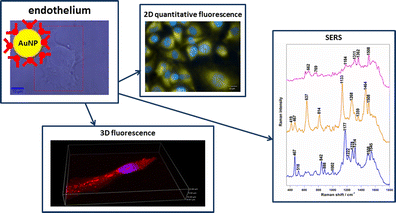 Rhodamine 6G conjugated to gold nanoparticles as labels for both SERS ...