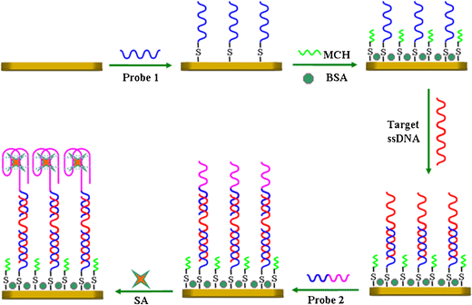 Determination of the invA gene of Salmonella using surface plasmon ...