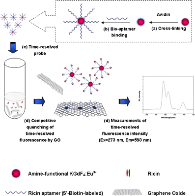 Homogeneous time-resolved fluorescence assay for the detection of ricin ...