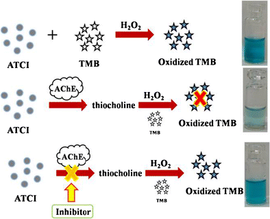 Colorimetric determination of the activity of acetylcholinesterase and ...