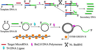 Fluorometric determination of microRNA based on strand displacement ...