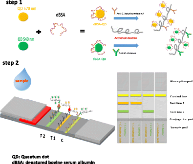 A dextran mediated multicolor immunochromatographic rapid test strip ...