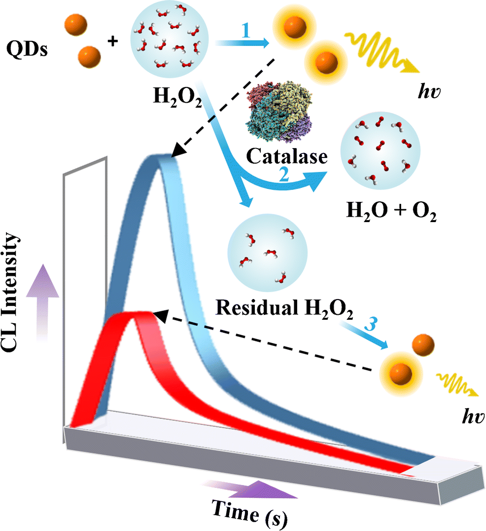 A chemiluminescence-based catalase assay using H2O2-sensitive CdTe quantum dots | SpringerLink
