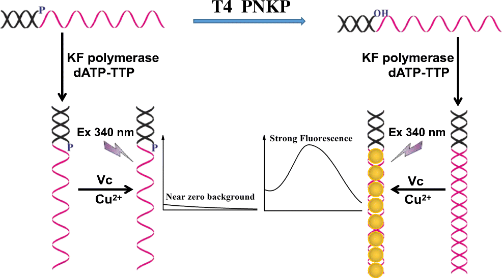 Determination of the activity of T4 polynucleotide kinase phosphatase ...