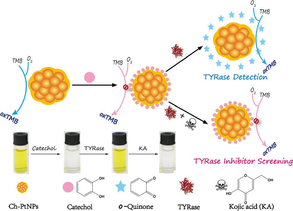 Colorimetric tyrosinase assay based on catechol inhibition of the ...