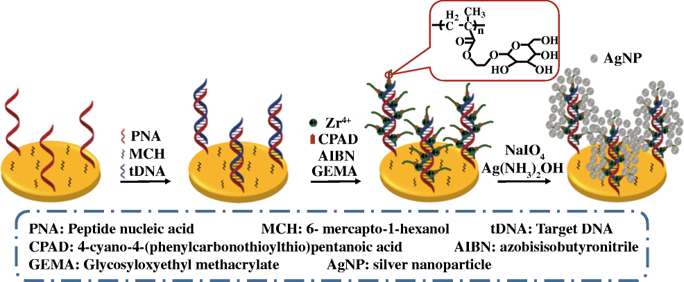 A dual signal amplification strategy combining thermally initiated SI ...