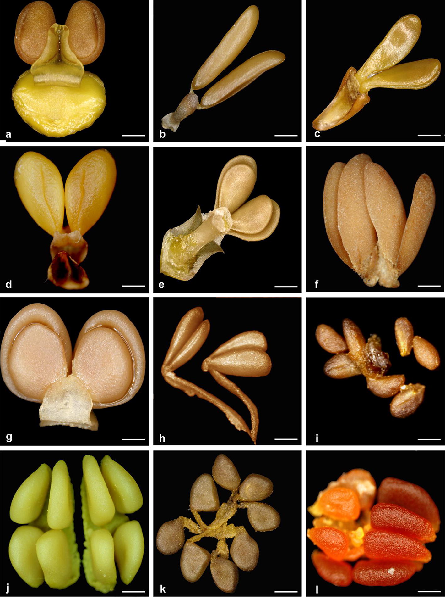 Variation and evolutionary transformation of some characters of the ...