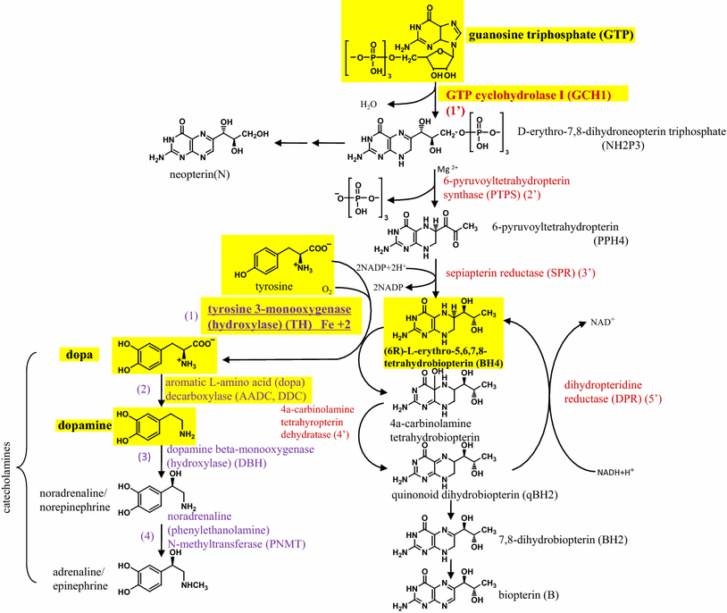 Tyrosine hydroxylase (TH), its cofactor tetrahydrobiopterin (BH4 ...
