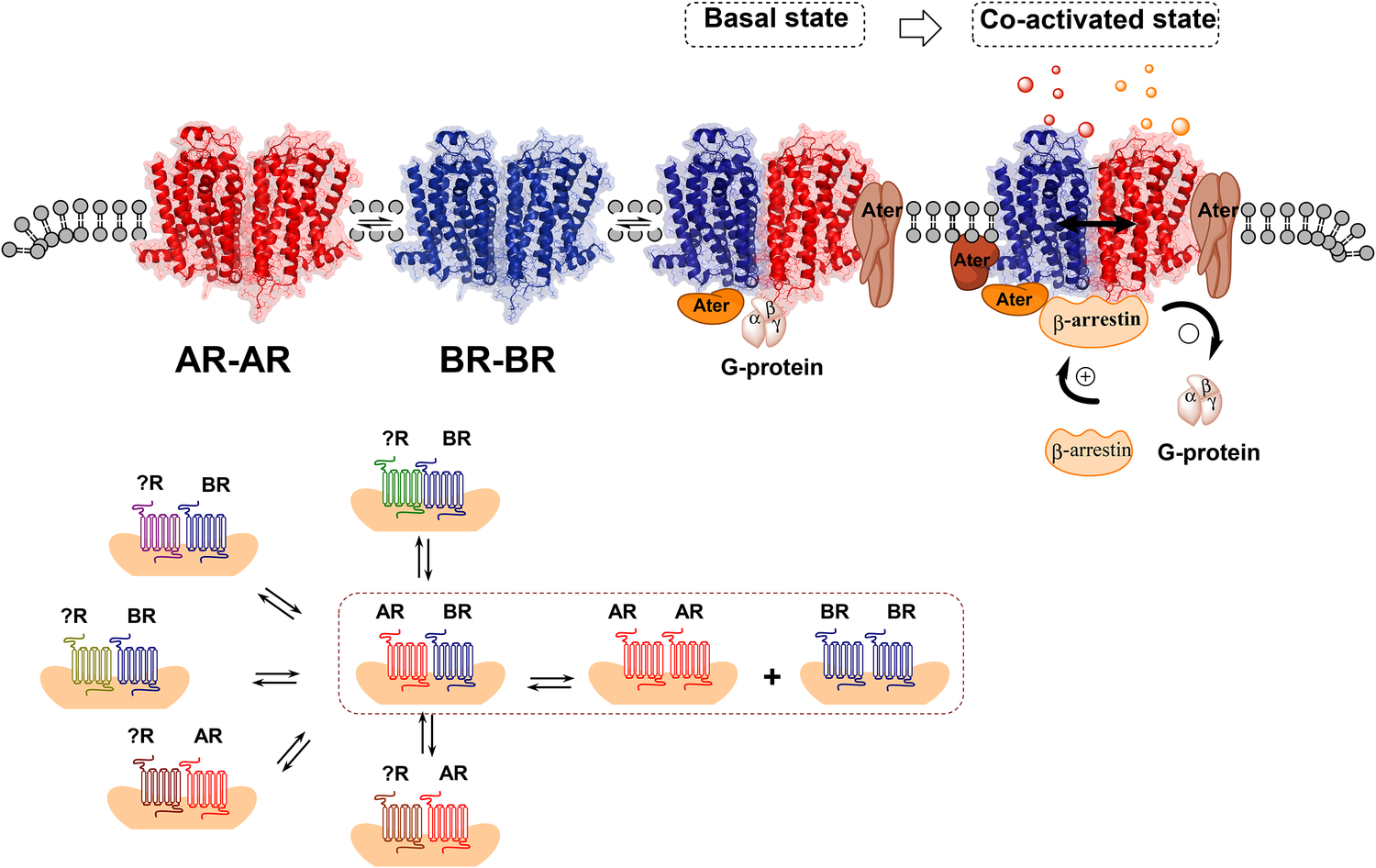Adenosine heteroreceptor complexes in the basal ganglia are implicated ...