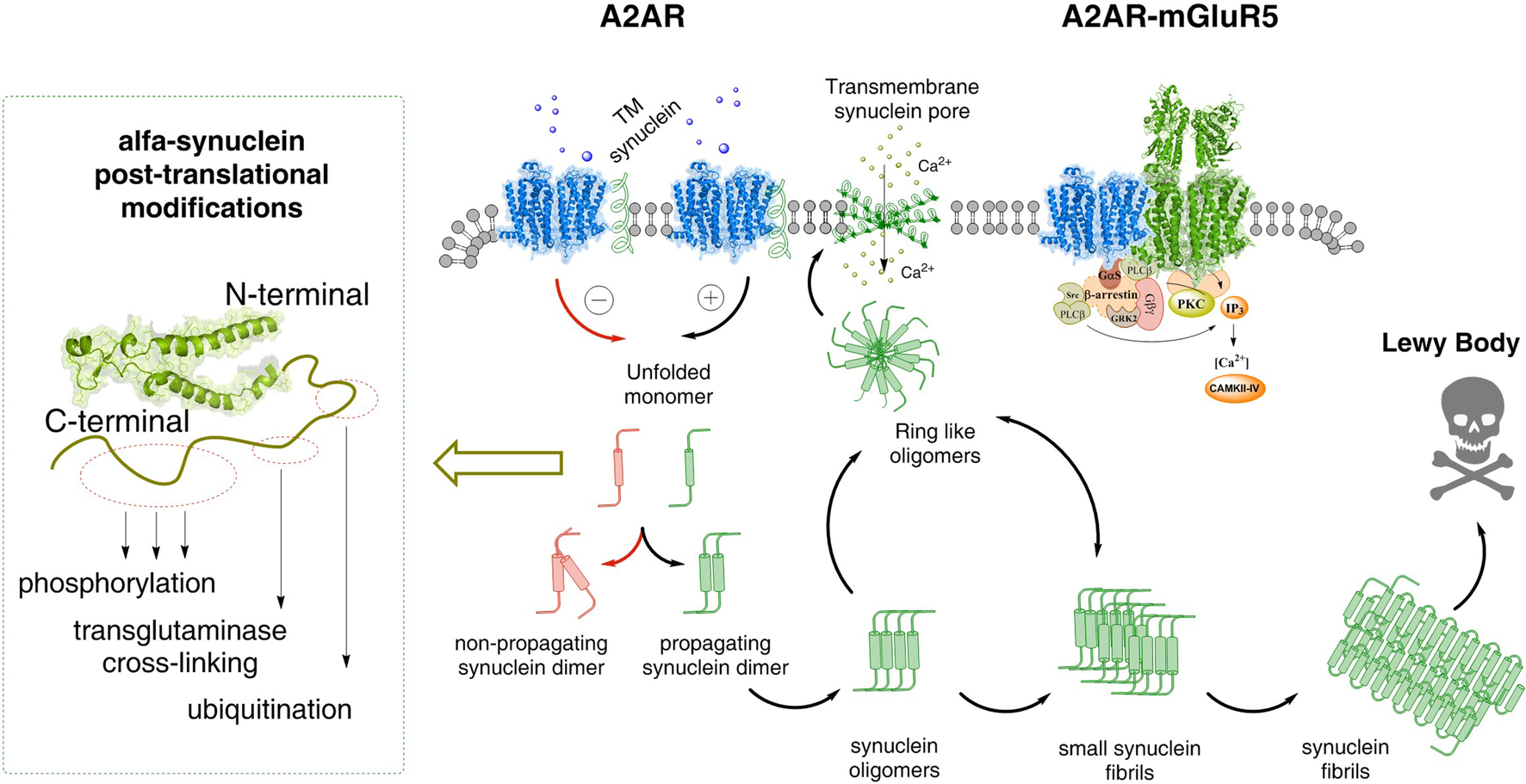 Adenosine heteroreceptor complexes in the basal ganglia are implicated ...