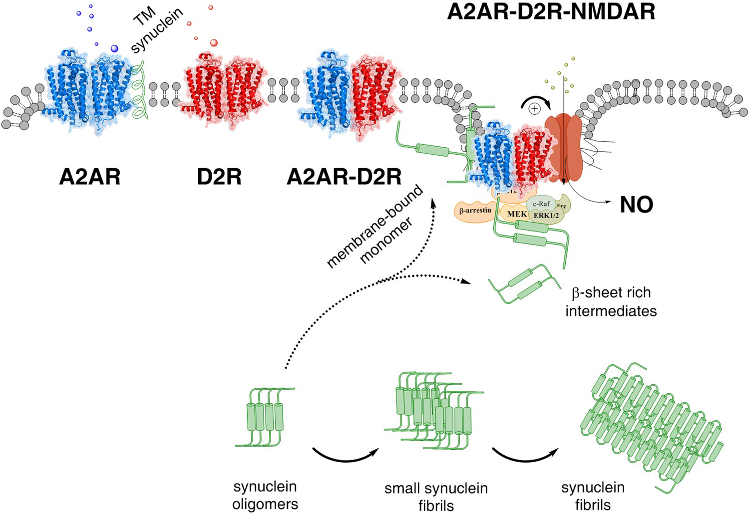 Adenosine heteroreceptor complexes in the basal ganglia are implicated ...