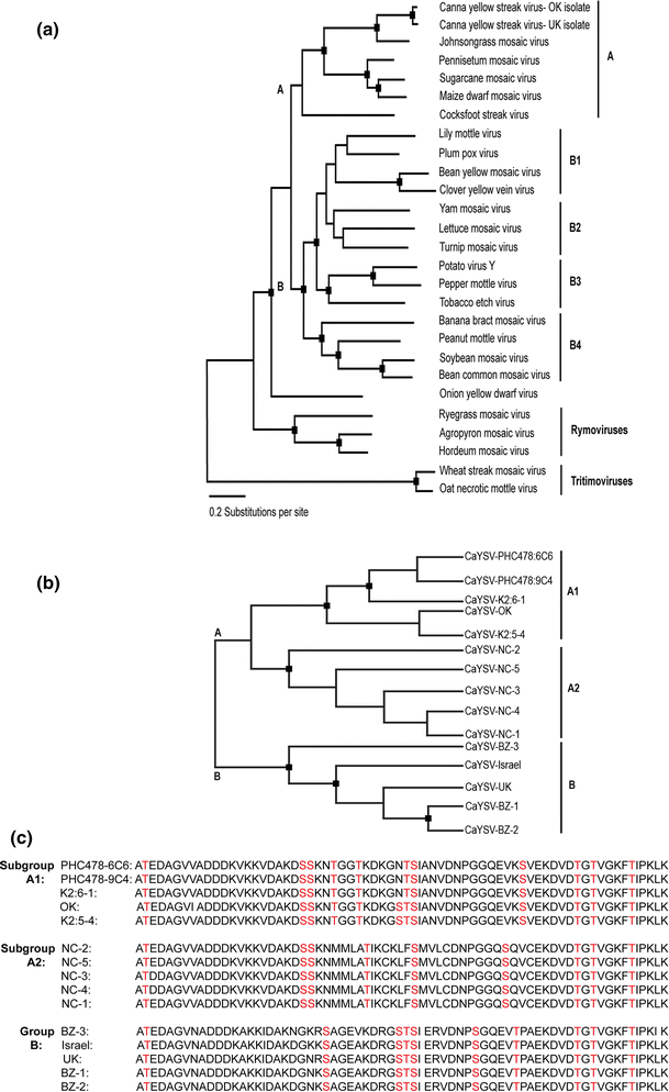 Complete genome sequence of nine isolates of canna yellow streak virus ...