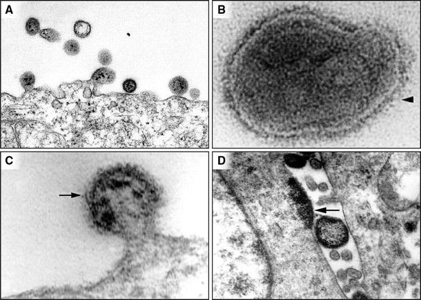 Past, present, and future of arenavirus taxonomy | SpringerLink