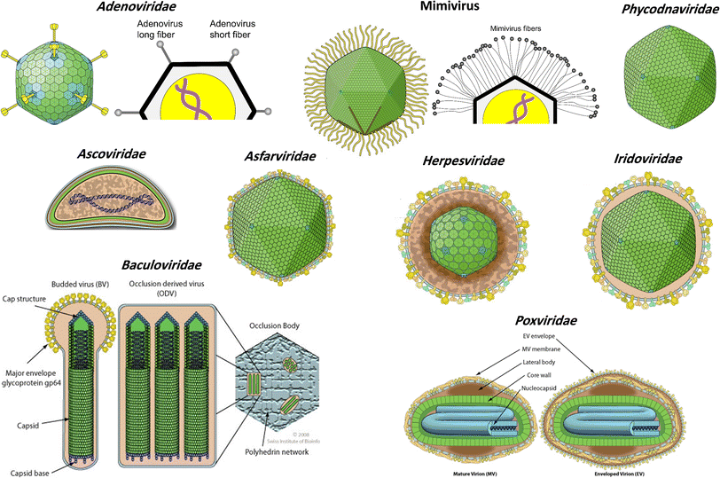 A comparative review of viral entry and attachment during large and ...