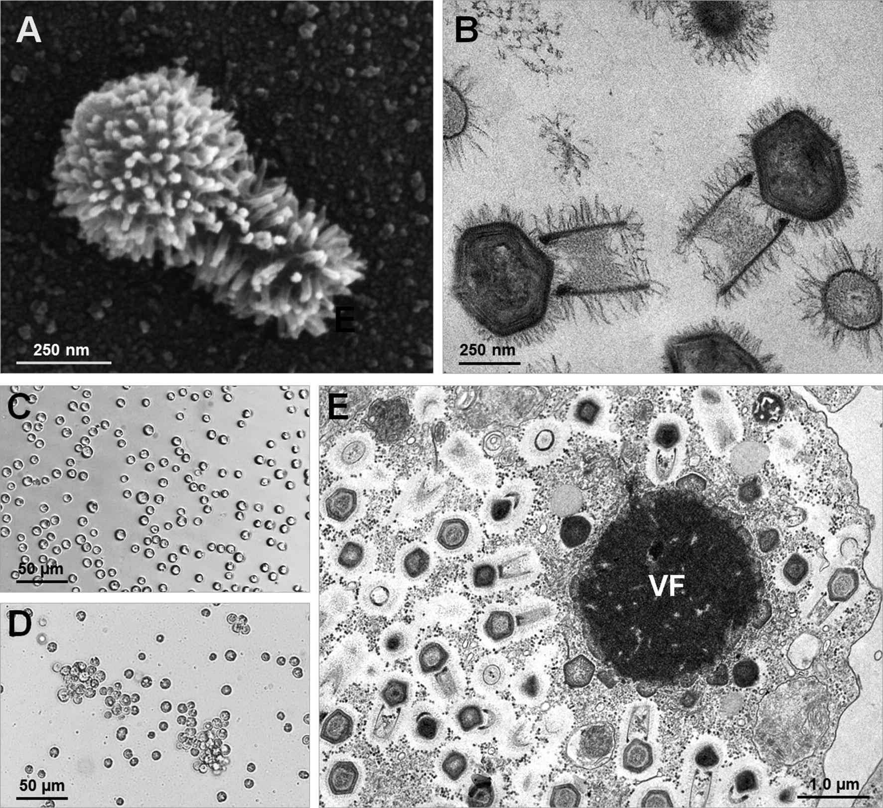 Tupanvirus”, a new genus in the family Mimiviridae | SpringerLink