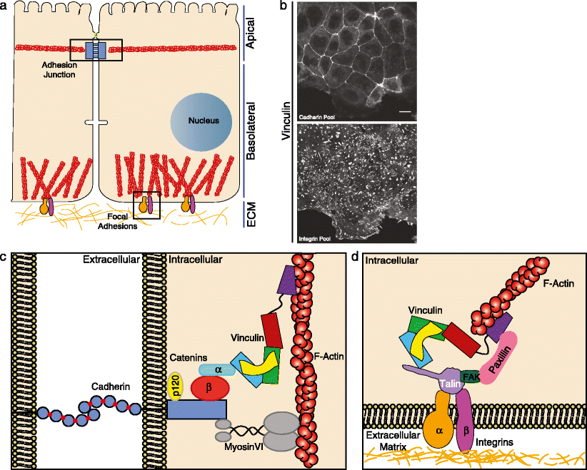 Vinculin, cadherin mechanotransduction and homeostasis of cell–cell ...