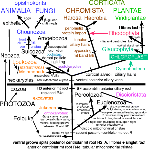 Kingdom Chromista and its eight phyla: a new synthesis emphasising ...