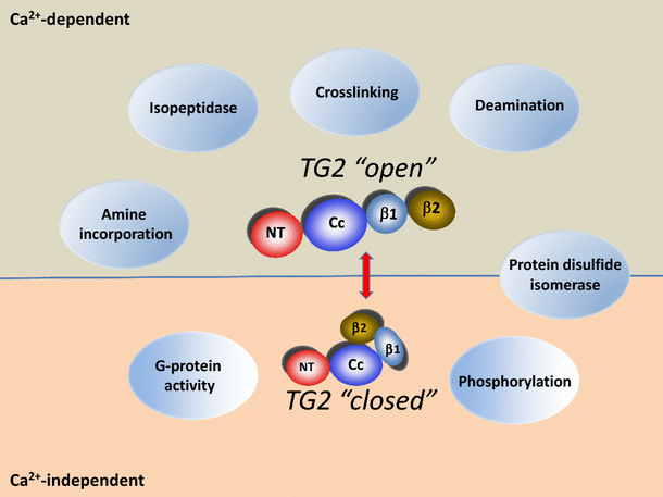 Transglutaminase 2, a double face enzyme | SpringerLink