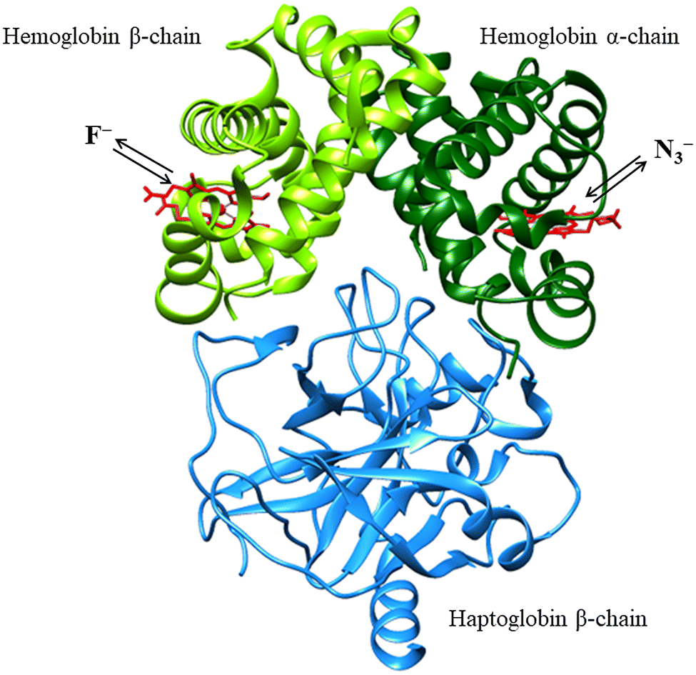 Fluoride and azide binding to ferric human hemoglobin:haptoglobin ...