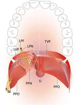 The innervation of the soft palate muscles involved in cleft palate: a ...