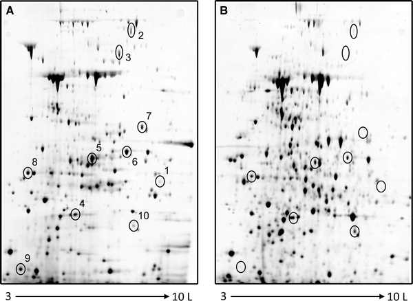 Biofilm development in the extremely acidophilic archaeon ‘ Ferroplasma ...