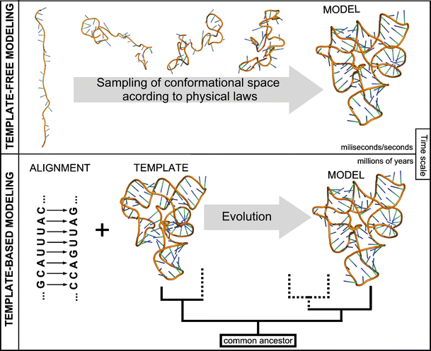 RNA and protein 3D structure modeling: similarities and differences ...