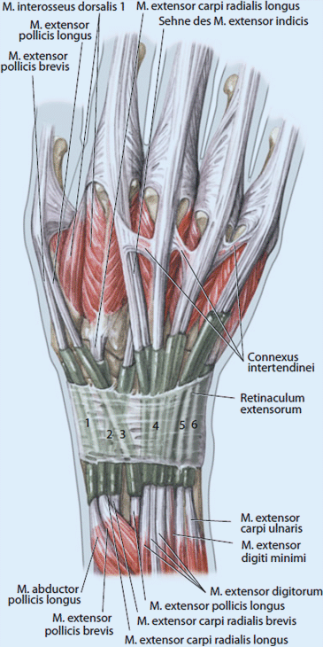 Spezielle Verletzungen der Strecksehnen an der Hand | SpringerLink