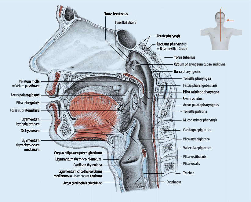 Atemwegsanatomie | SpringerLink