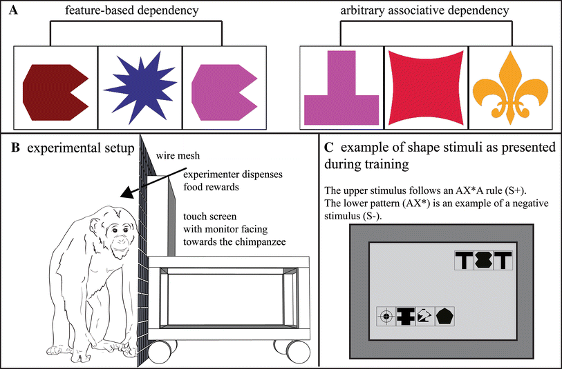 Non-adjacent visual dependency learning in chimpanzees | SpringerLink
