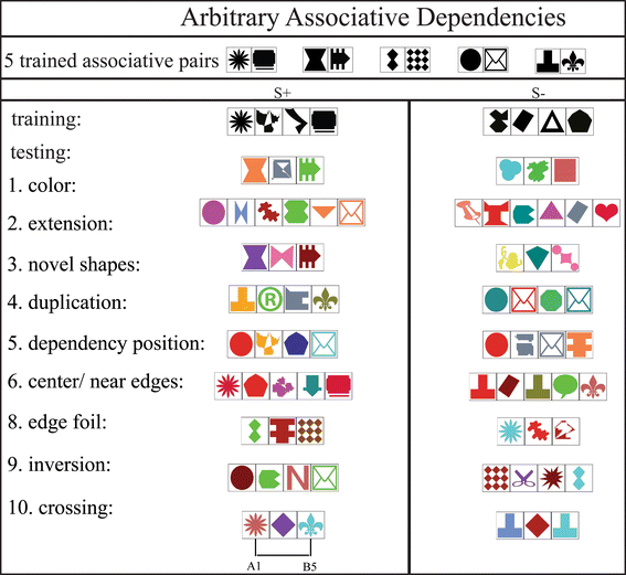 Non-adjacent visual dependency learning in chimpanzees | SpringerLink
