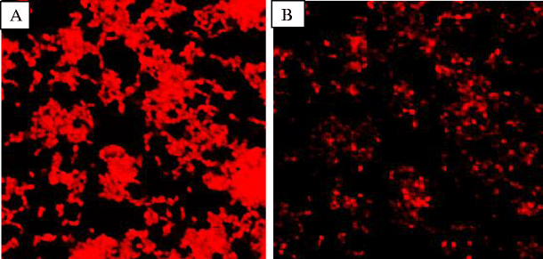 4- epi-Pimaric acid: a phytomolecule as a potent antibacterial and anti ...