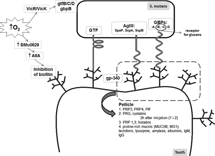 The virulence of Streptococcus mutans and the ability to form biofilms ...