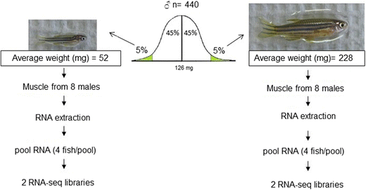 RNA Sequencing to Study Gene Expression and SNP Variations Associated ...
