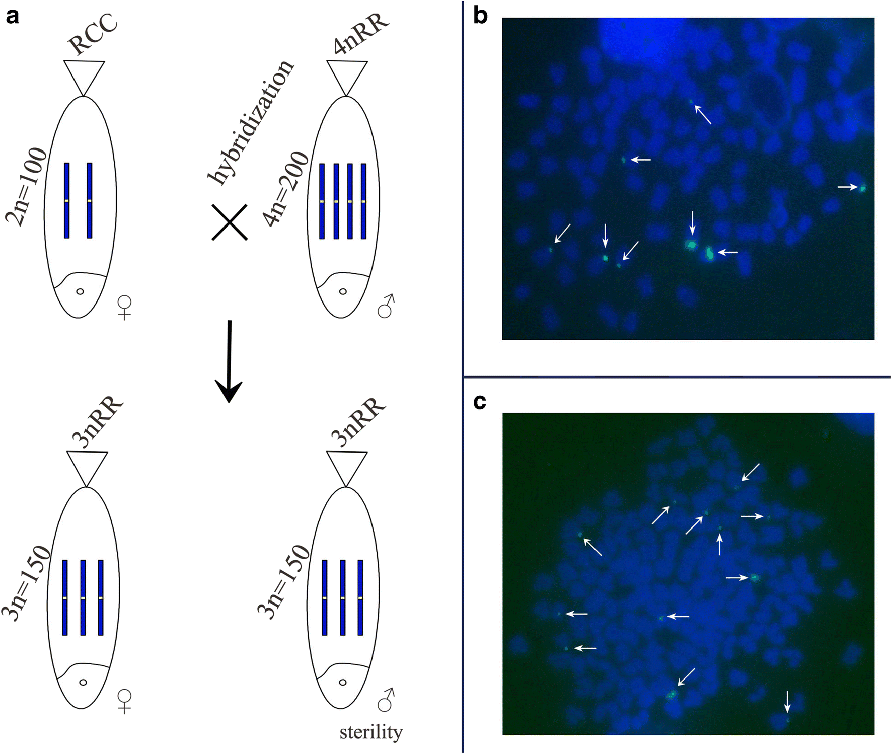 Analysis on the Meiosis-Related Gene (Dmc1, Ph1) Expression in ...