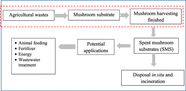 Environmentally sustainable applications of agro-based spent mushroom ...