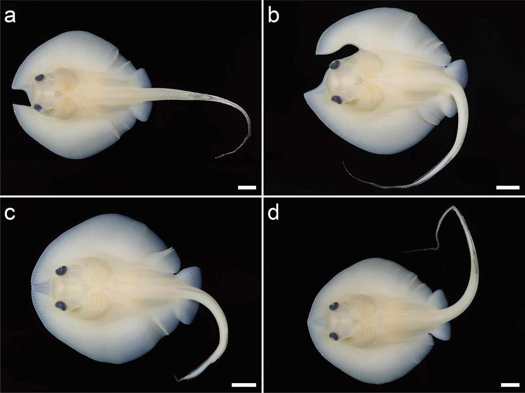 Reproduction and embryonic development of the red stingray Hemitrygon ...