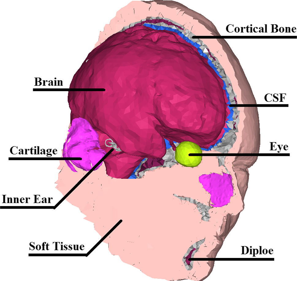 Simulation of the power transmission of bone-conducted sound in a ...