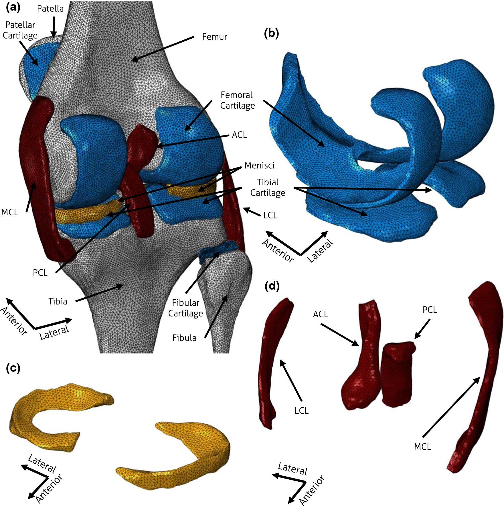 Correction to: A study on the role of articular cartilage soft tissue ...