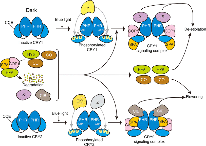 Signaling mechanisms of plant cryptochromes in Arabidopsis thaliana ...
